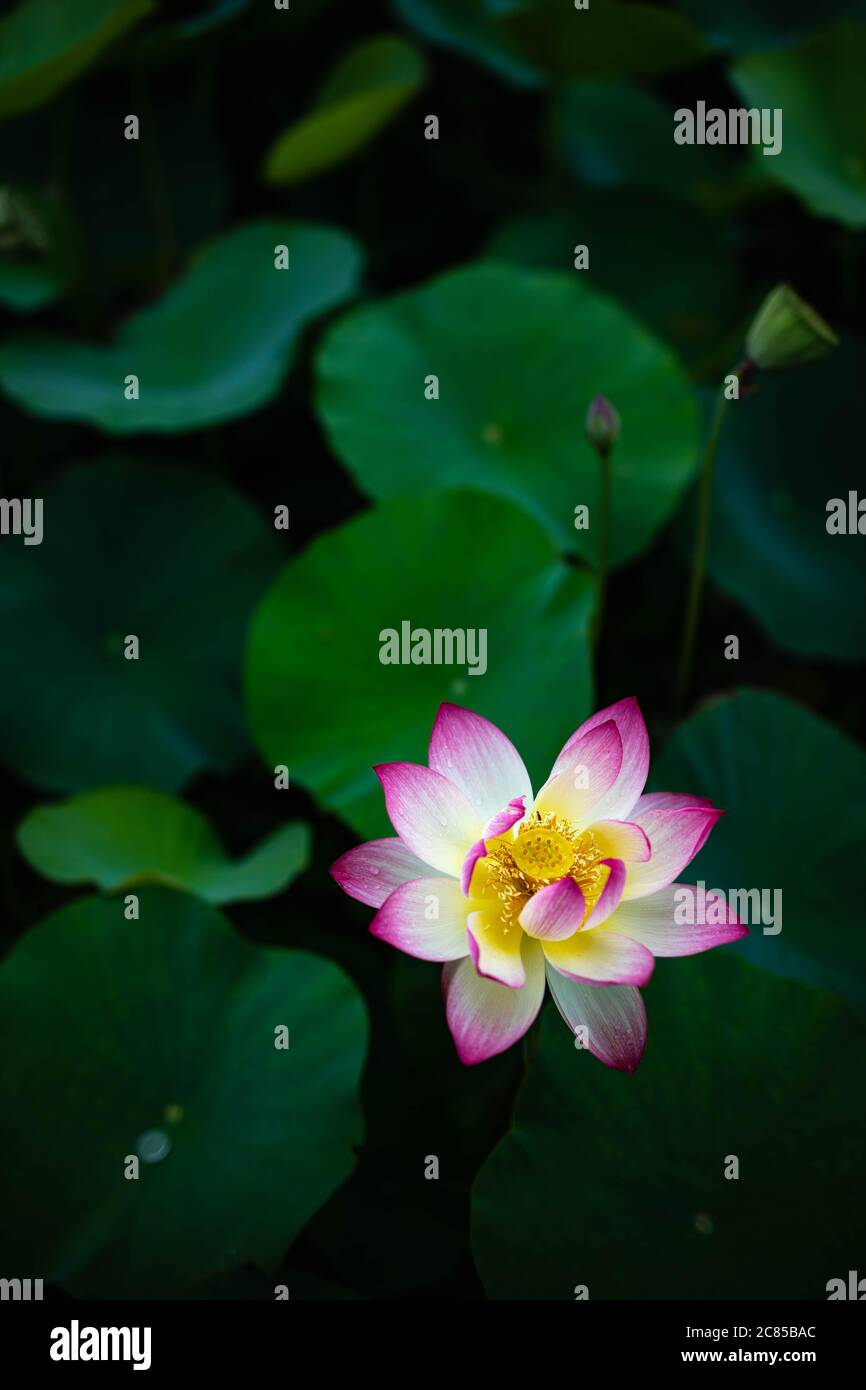 Bright lotus flower hi-res stock photography and images - Alamy