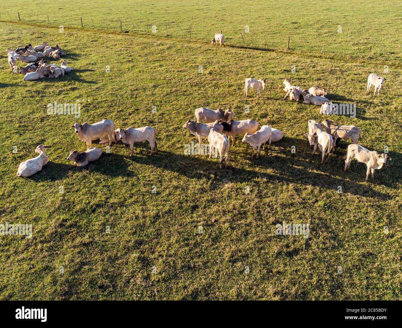 Aerial view herd nelore cattle hi-res stock photography and images - Alamy
