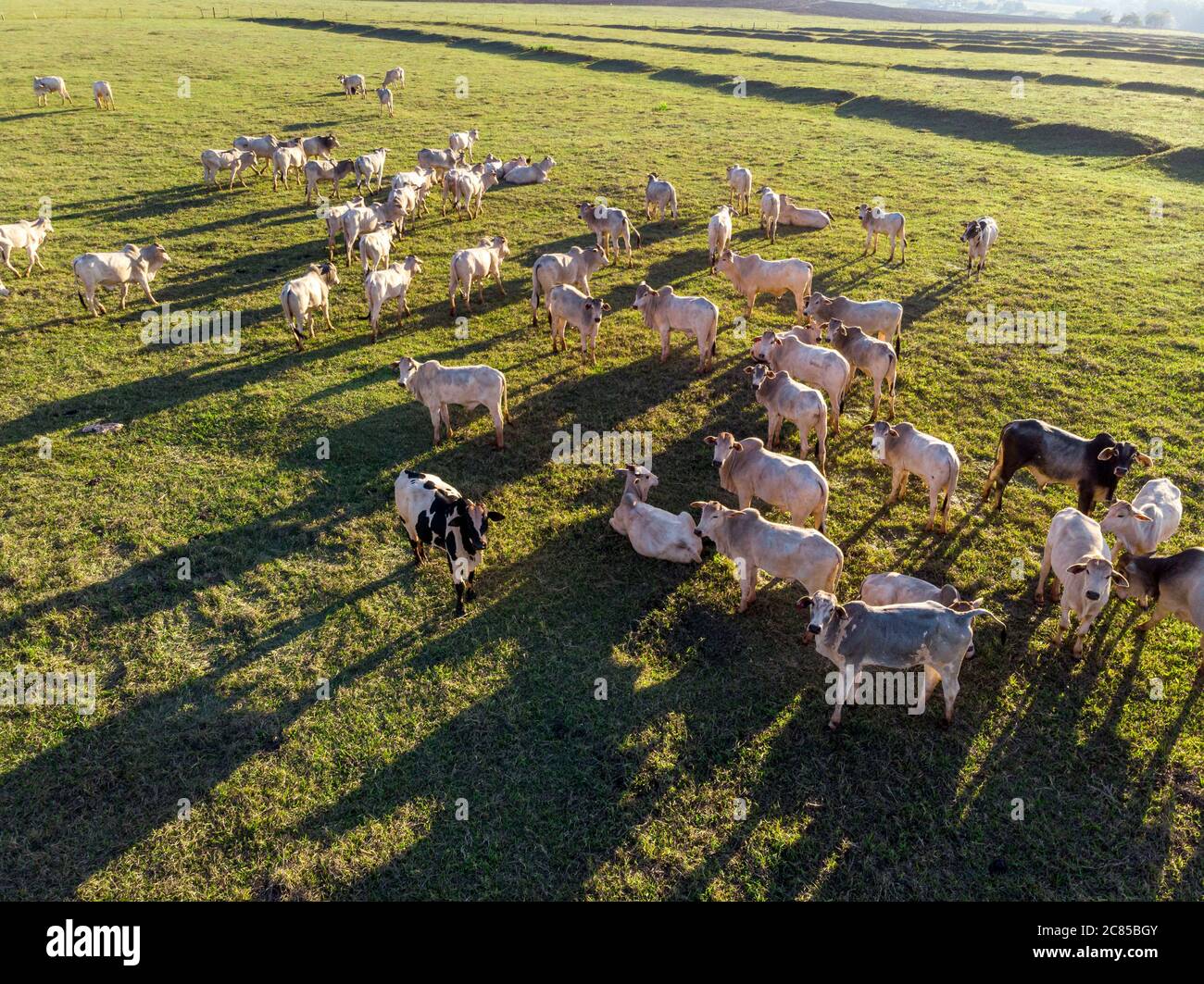 Large cattle farm aerial view hi-res stock photography and images - Alamy