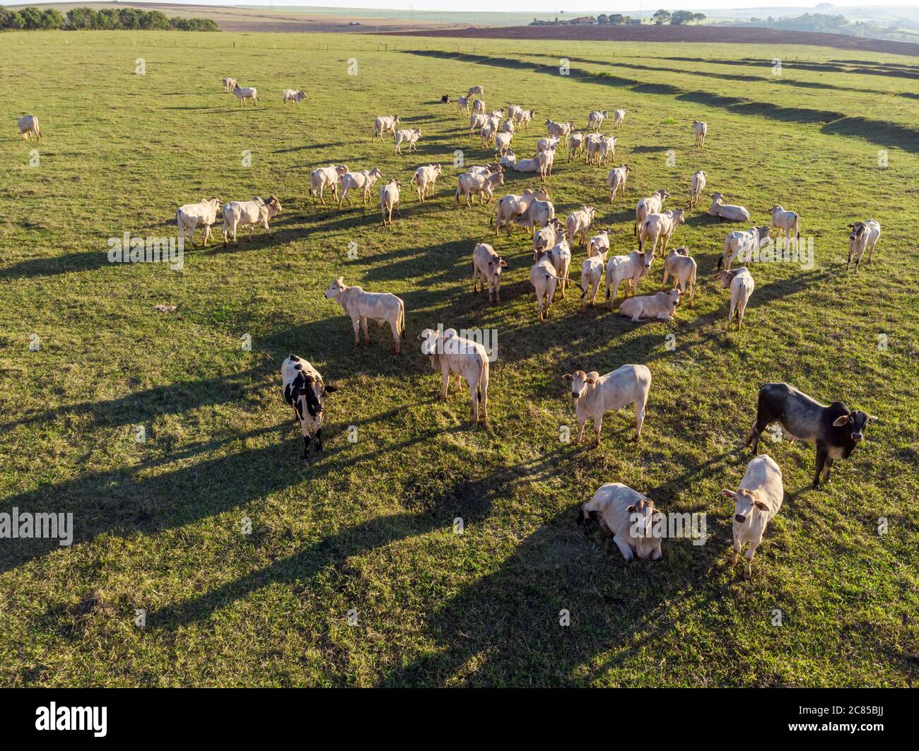 Aerial view herd nelore cattle hi-res stock photography and images - Alamy