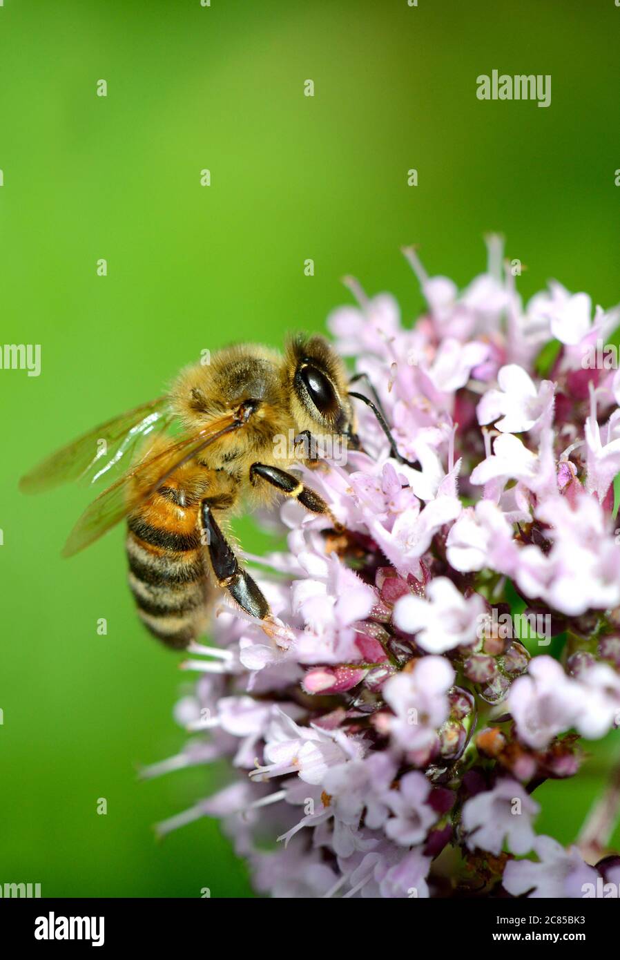 Common Honey Bee (Apis melifera Stock Photo - Alamy