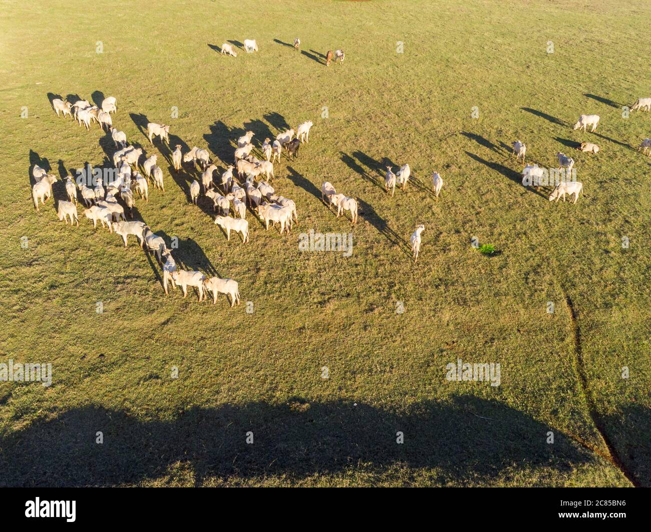 Aerial view herd nelore cattle hi-res stock photography and images - Alamy
