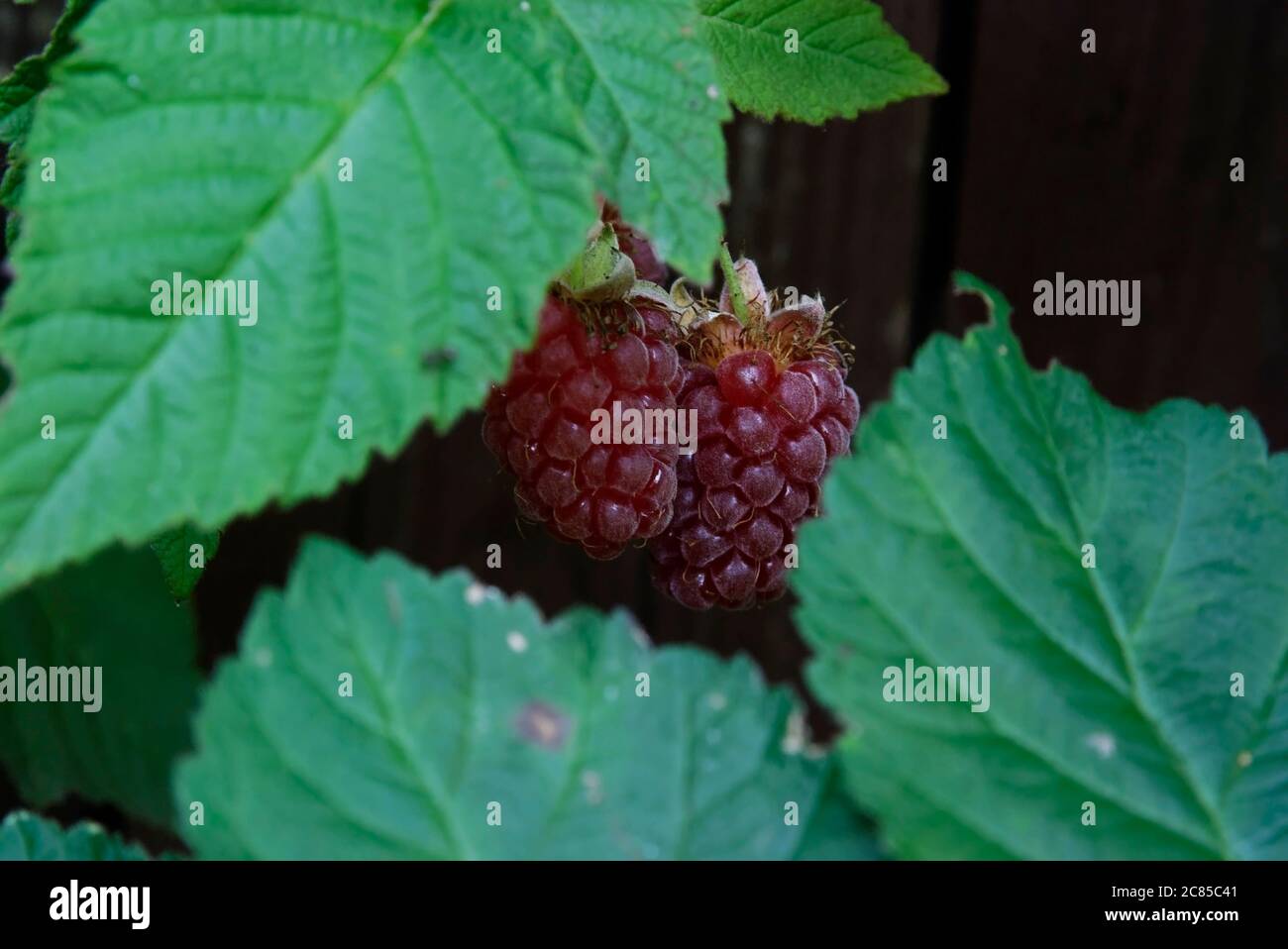 tayberry fruit in the shade - fruit between the leaves Stock Photo - Alamy