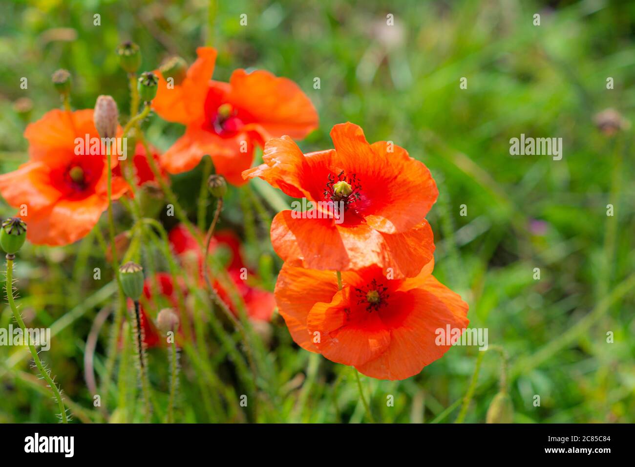 Orange poppy flowers on a field with a blurry green background. Picture ...
