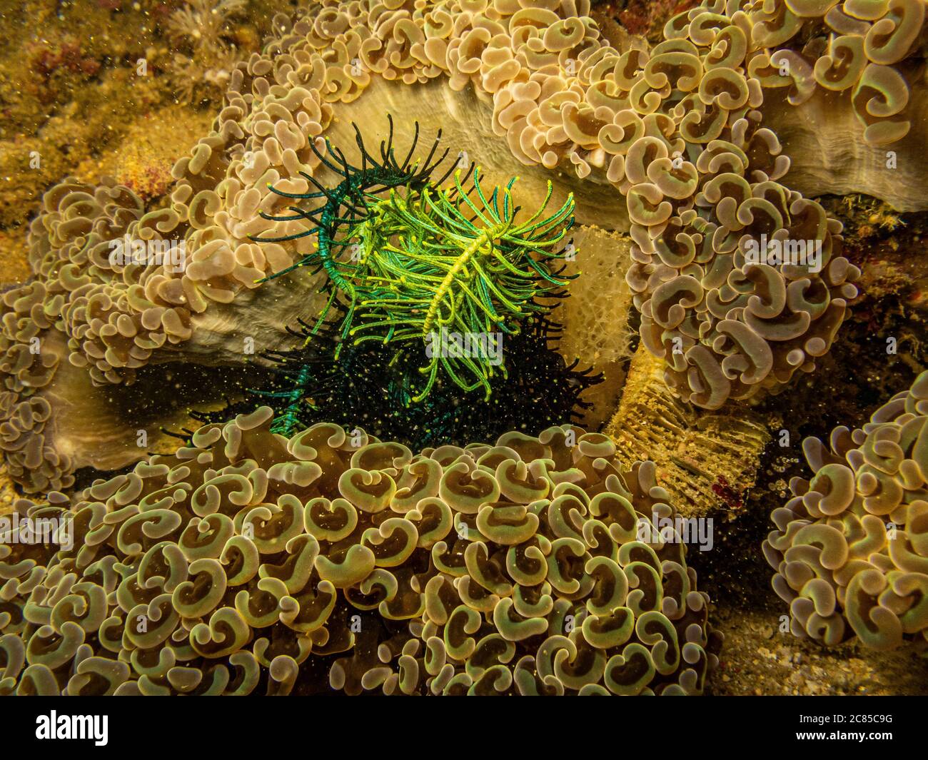 Beautiful sea fan coral hi-res stock photography and images - Alamy