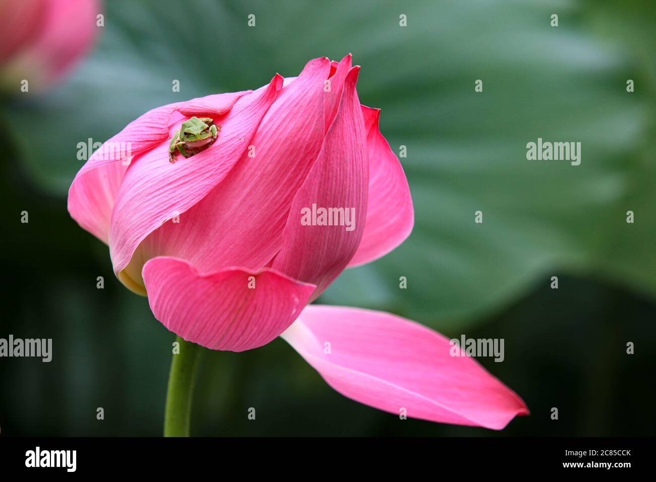 Frog sitting on lotus flower hi-res stock photography and images - Alamy