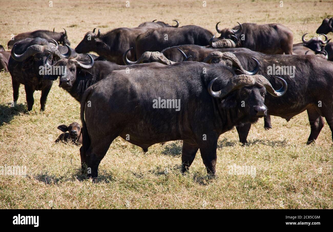 African buffalo ngorongoro tanzania hi-res stock photography and images ...