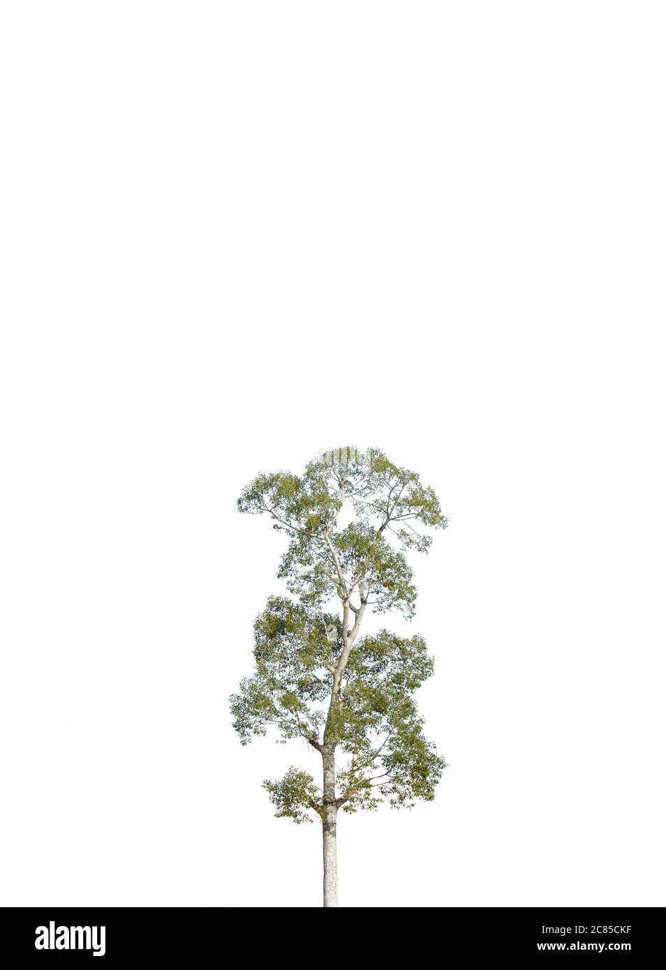 big tree on white background Stock Photo - Alamy