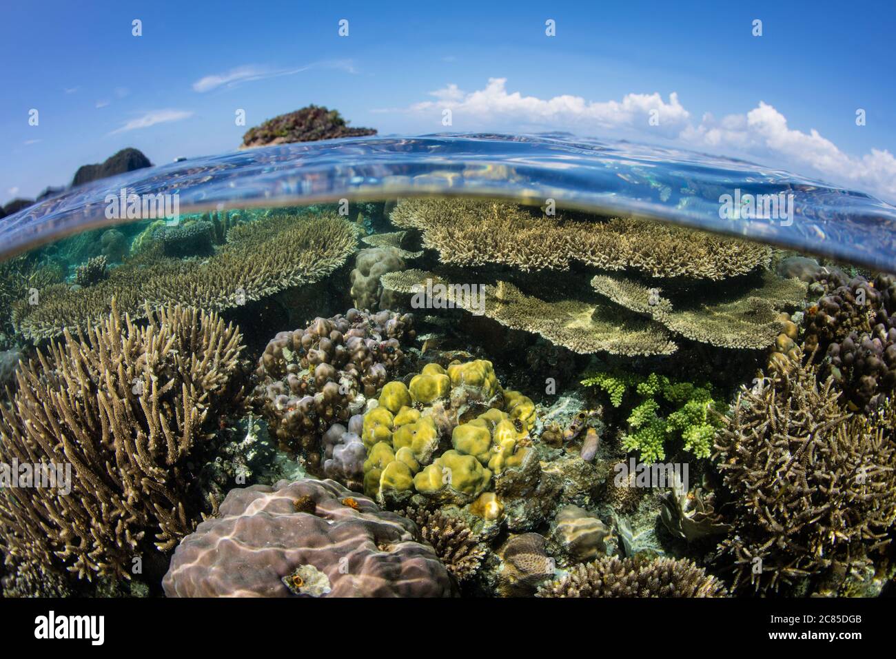 An amazing array of corals thrives on a healthy reef in Raja Ampat ...