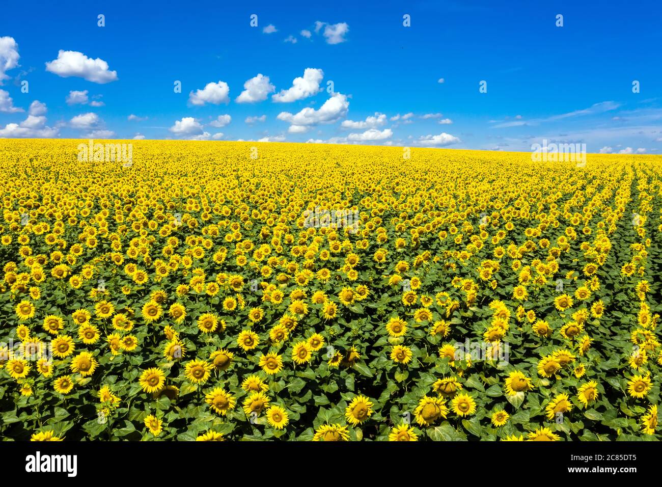 Sunflowers field on sky aerial view Stock Photo - Alamy