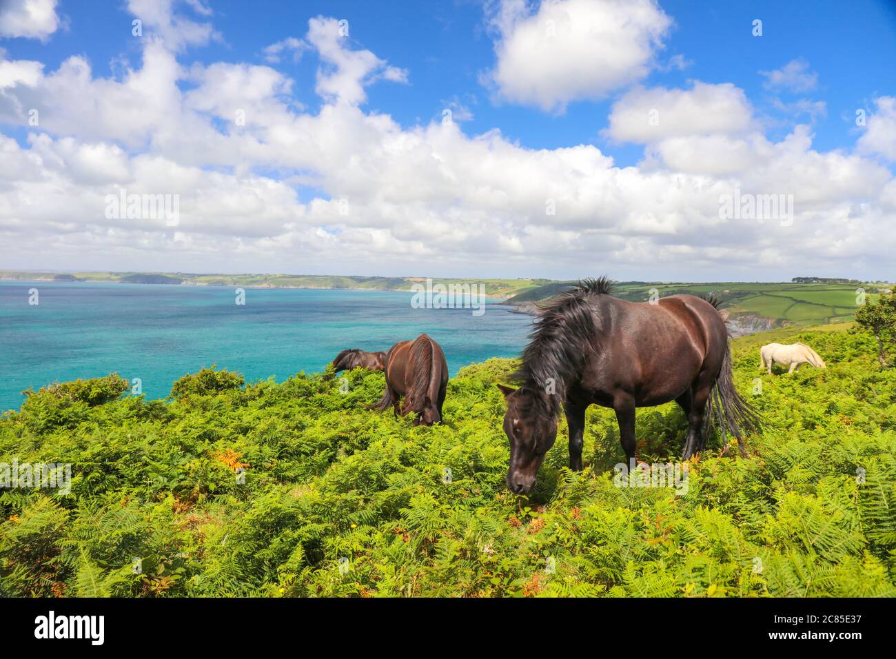 Domestic horses eating fern plants at Dodman point between Gorran Haven ...