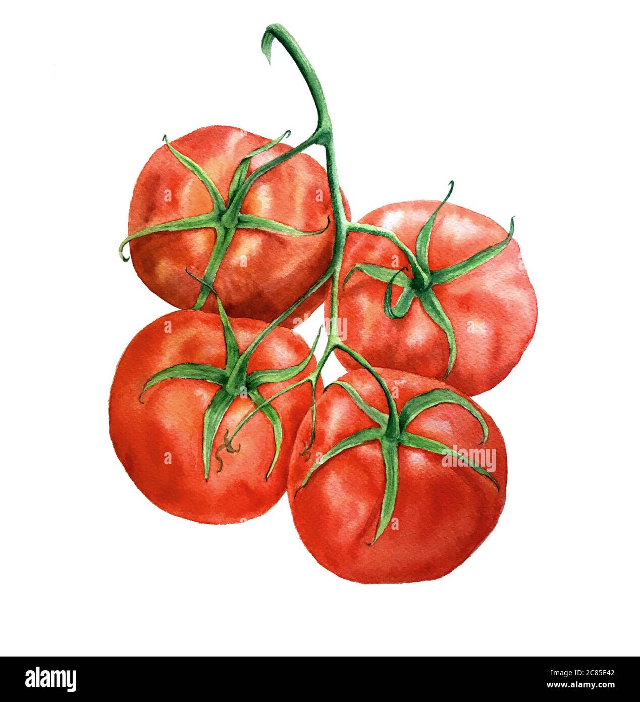 Red tomato branch vintage watercolor botanical illustration Stock Photo ...
