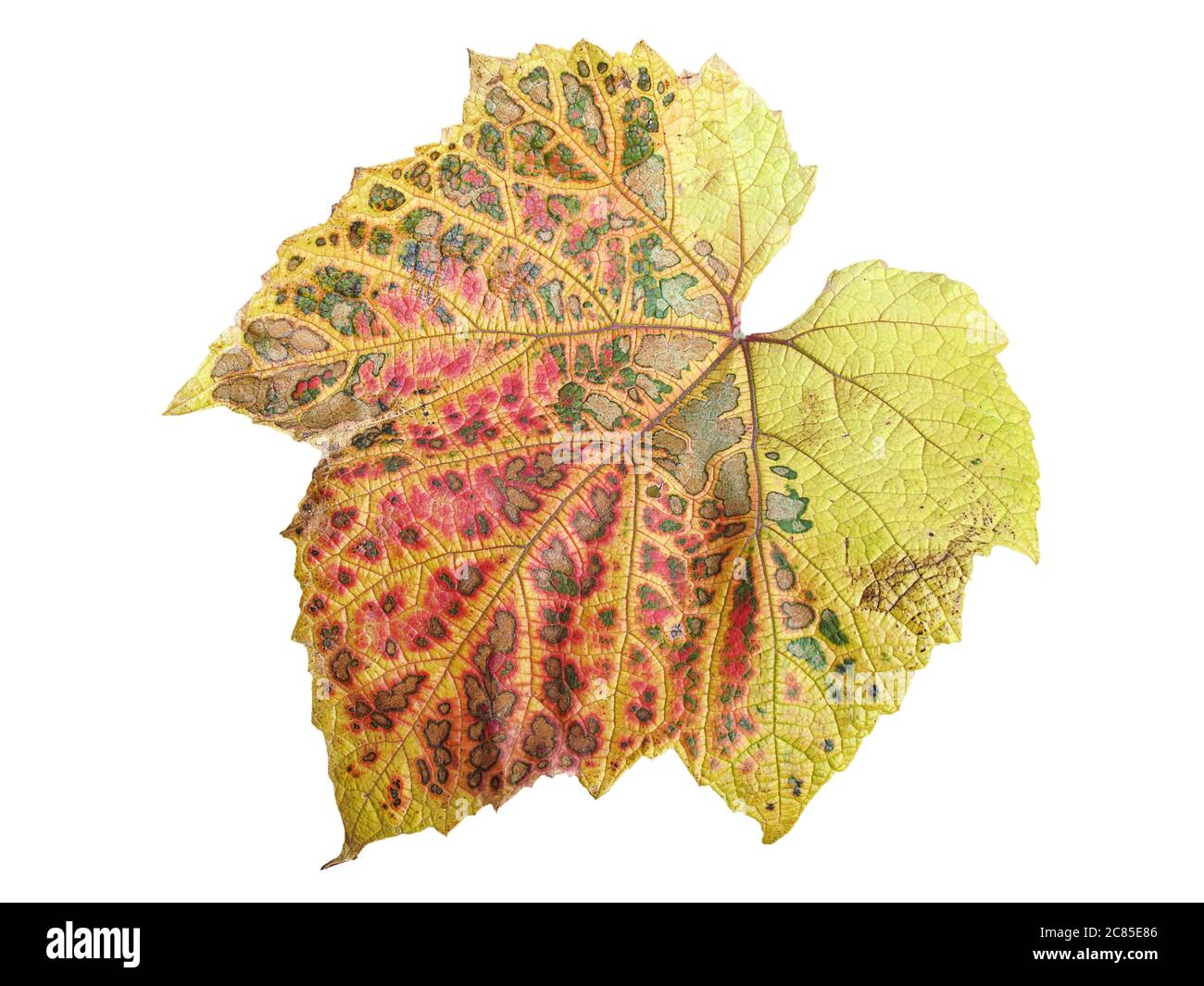 Tree vine texture Cut Out Stock Images & Pictures - Alamy