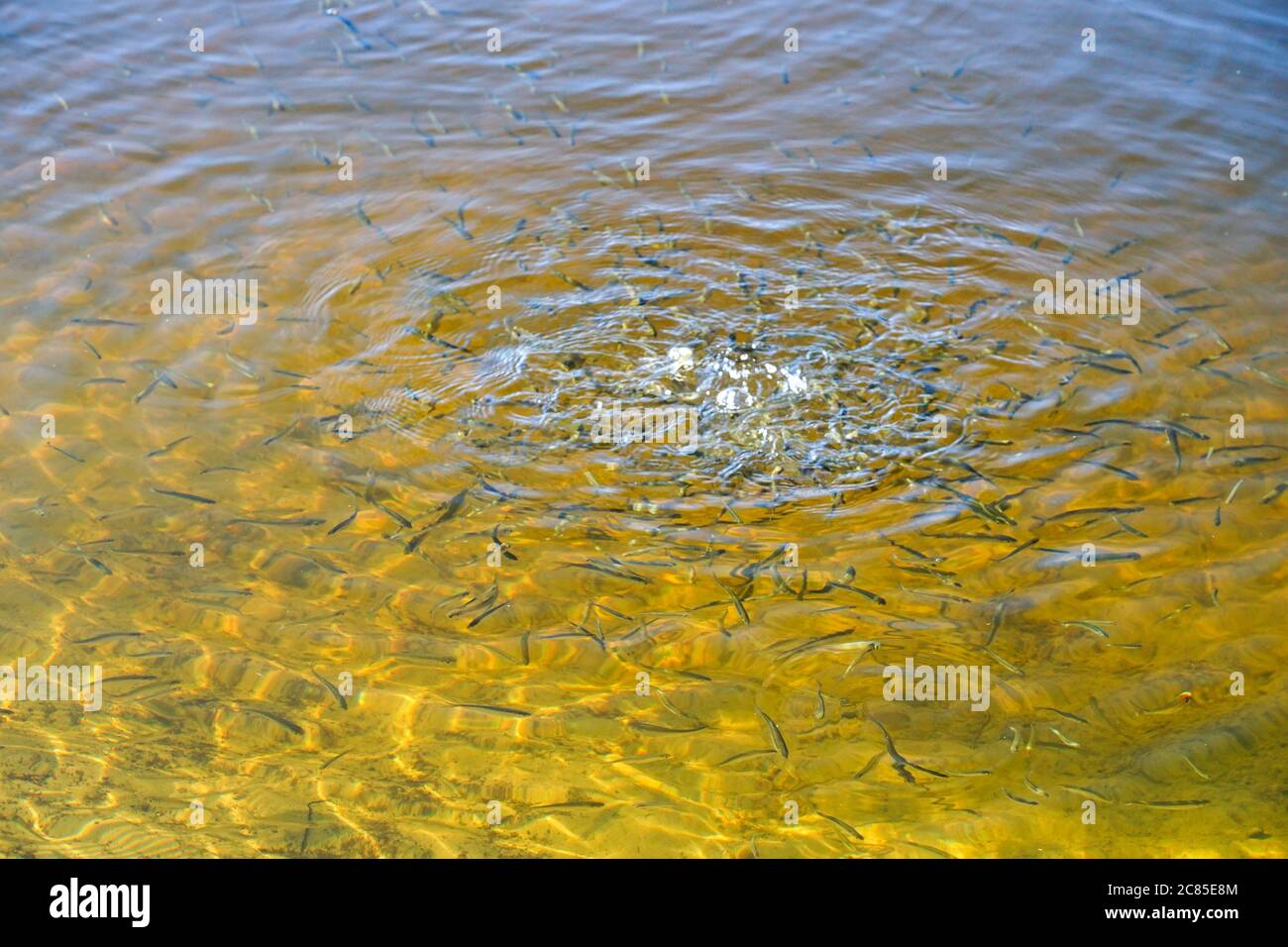 Clear eating hi-res stock photography and images - Alamy
