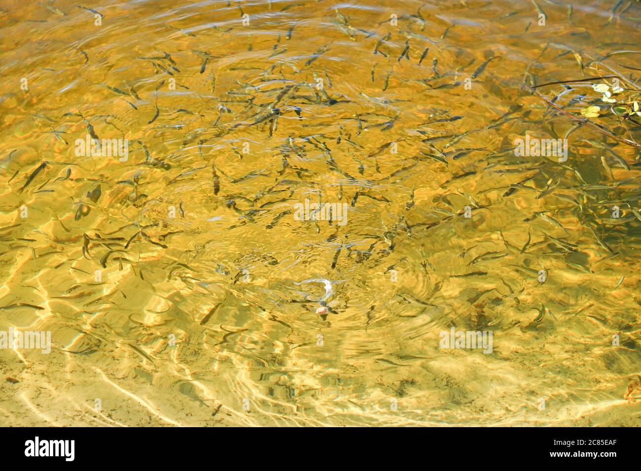 Fish in clear water hi-res stock photography and images - Alamy