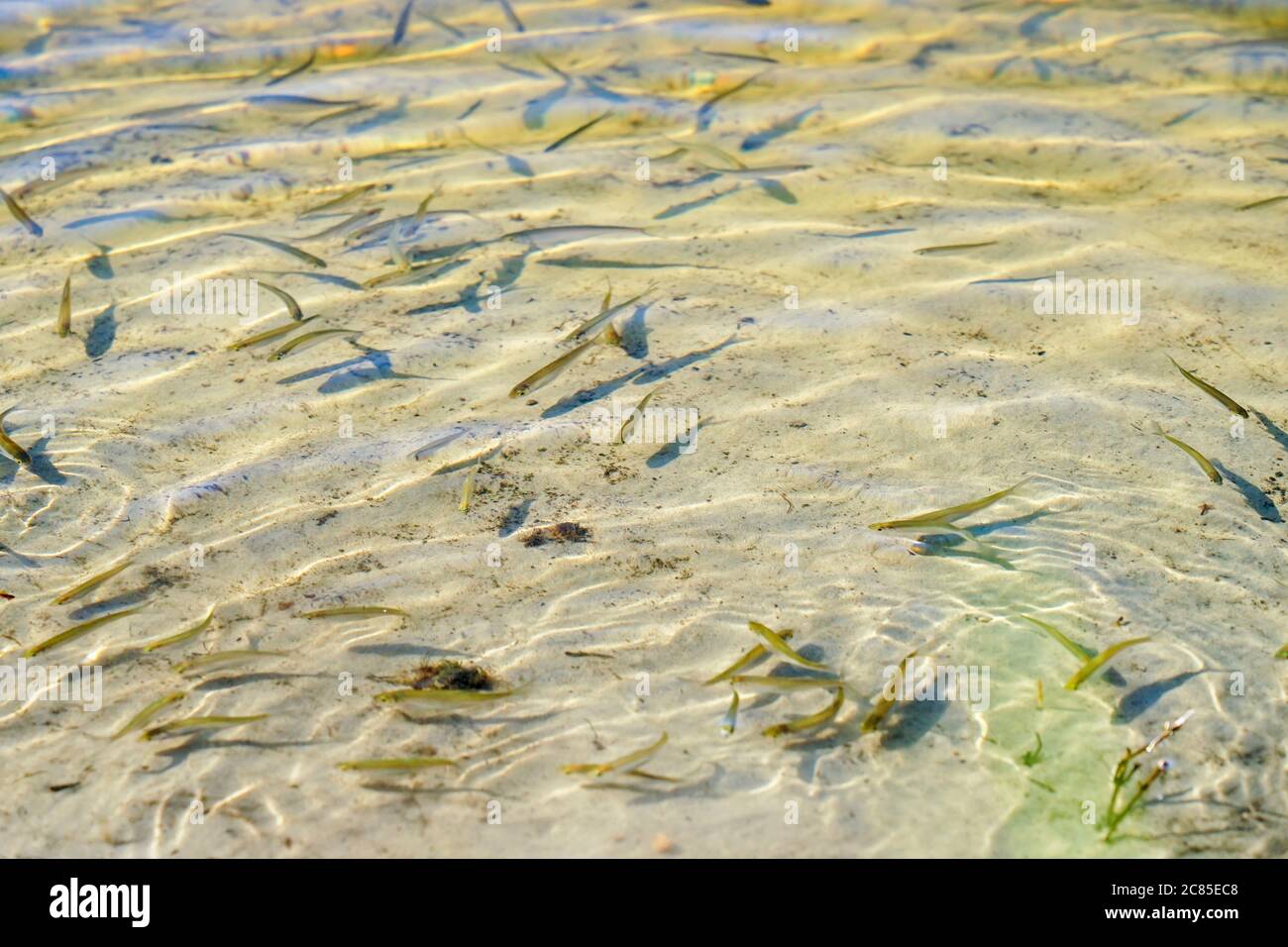 Fish in clear water hi-res stock photography and images - Alamy