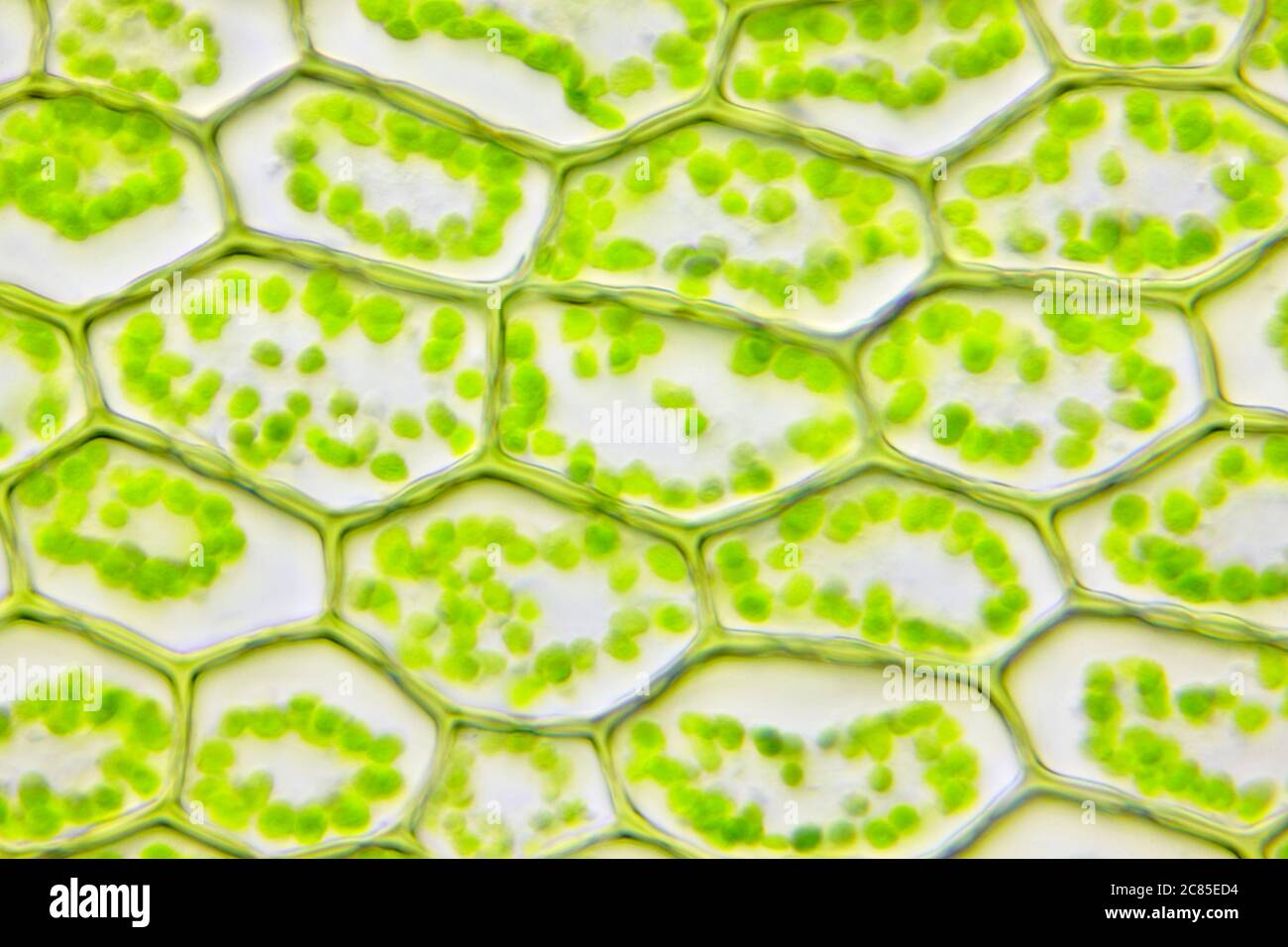 Microscopic View Plant Cells Microscopic View Plant Cells