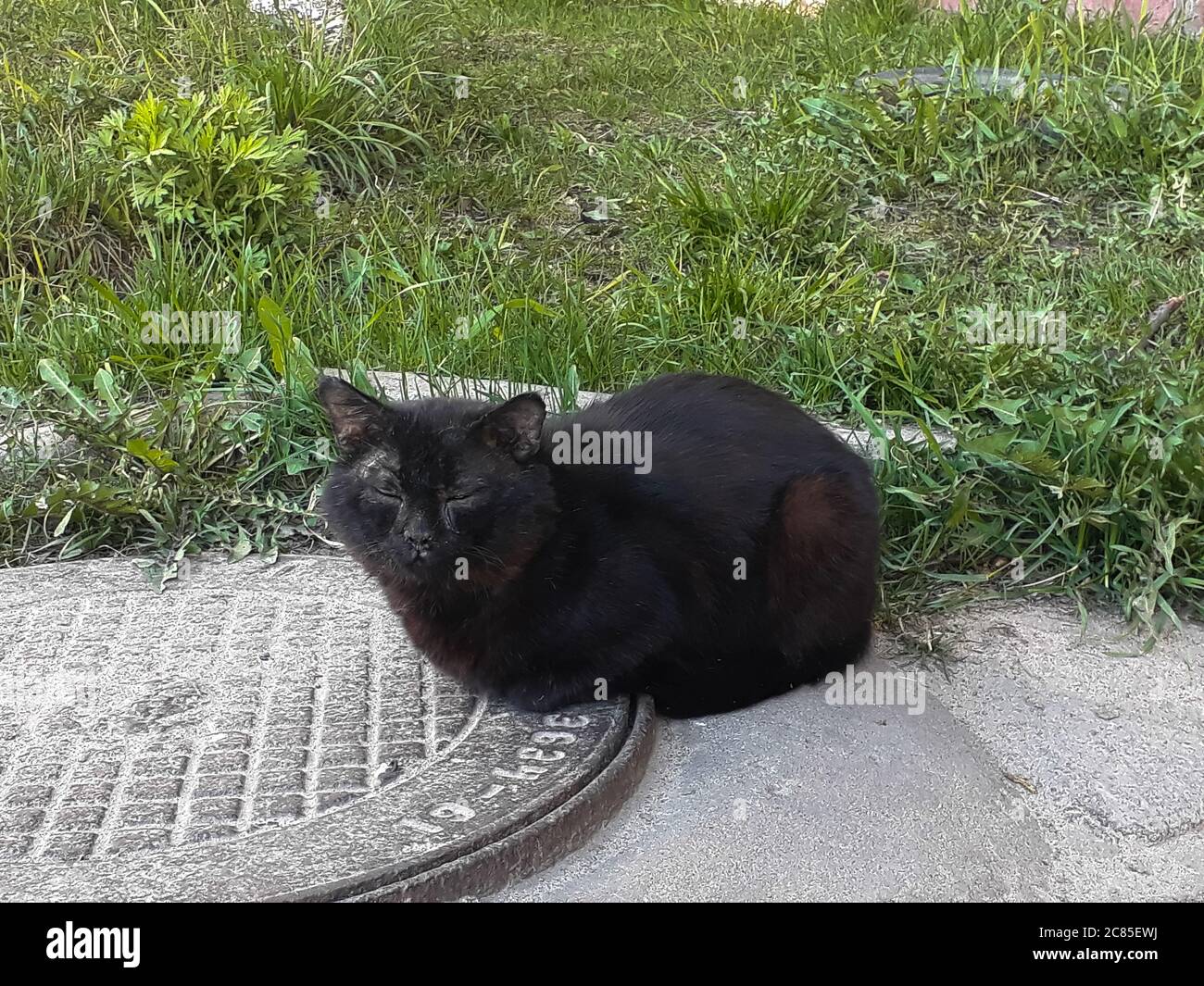 A sick black stray cat sits on a sewer hatch against a green grass ...