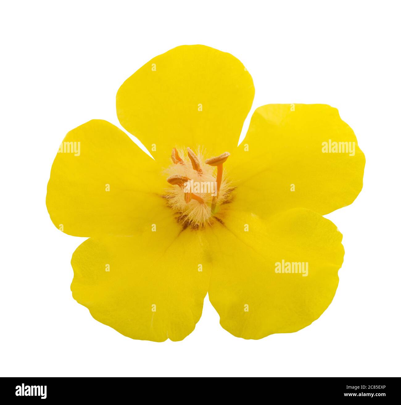 Mullein flower isolated on white background Stock Photo - Alamy