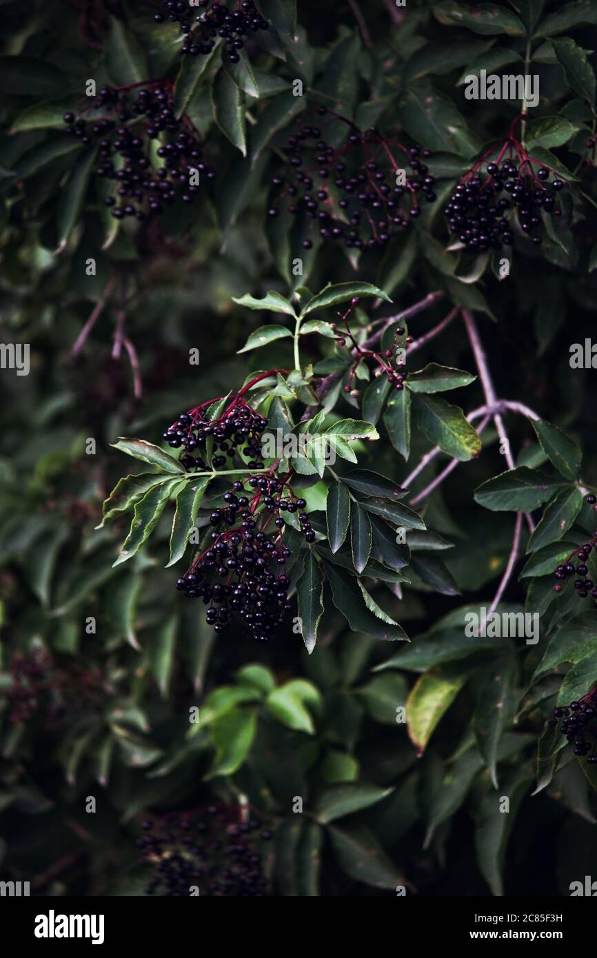 Wild fruits in the forest Stock Photo - Alamy