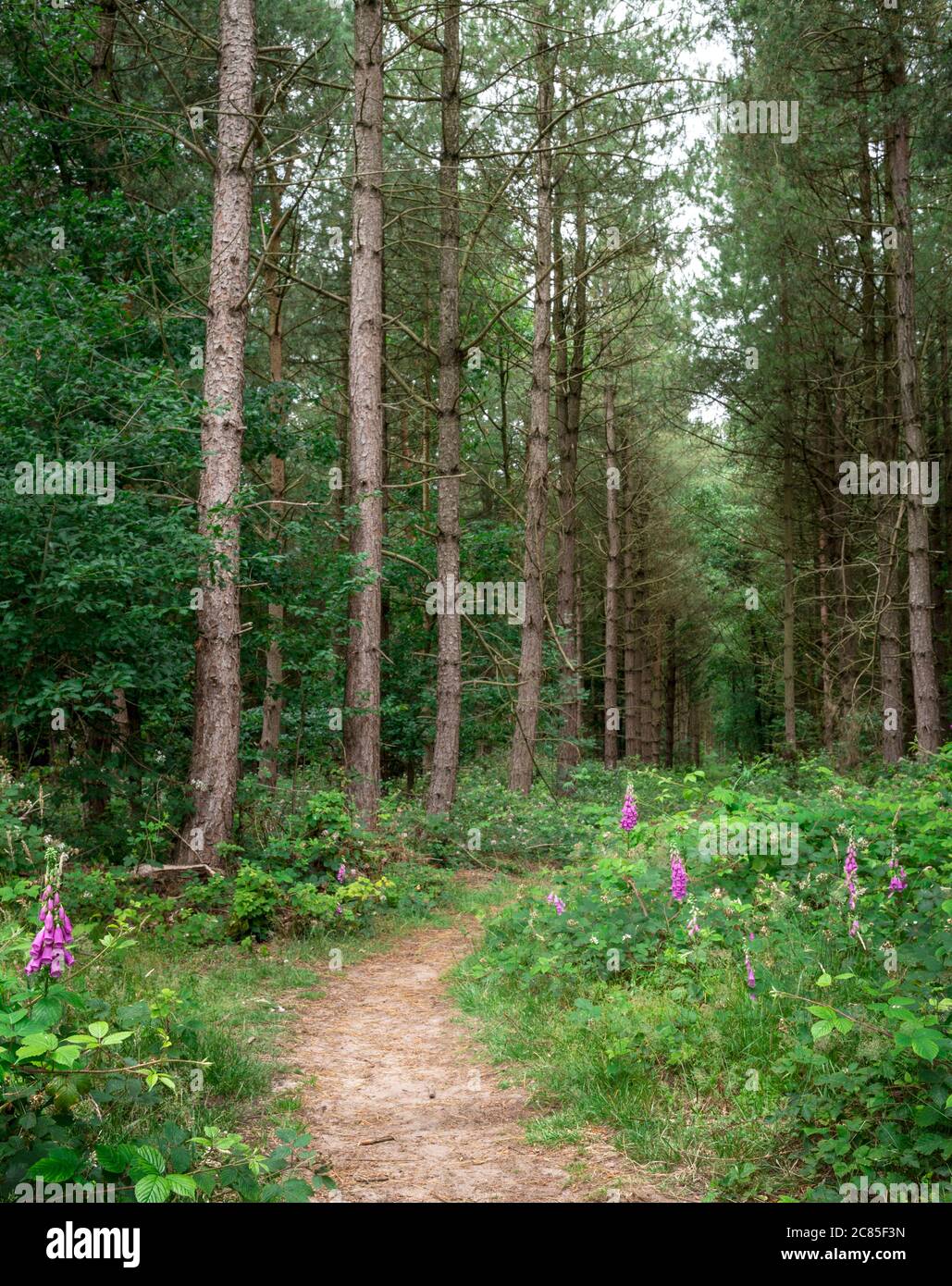 Common wild plant hi-res stock photography and images - Alamy