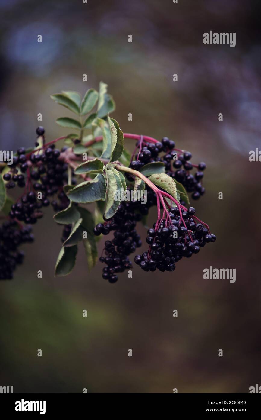 Wild fruits in the forest Stock Photo - Alamy