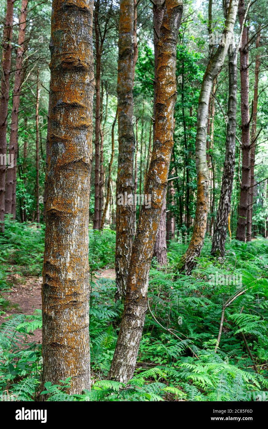 Trees in a woodland scene.Blidworth woods,Nottinghamshire,England,UK ...