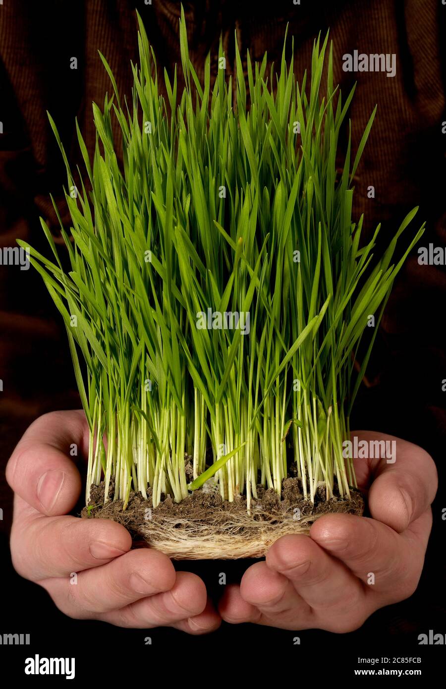 Holding a blade of grass Stock Photo - Alamy