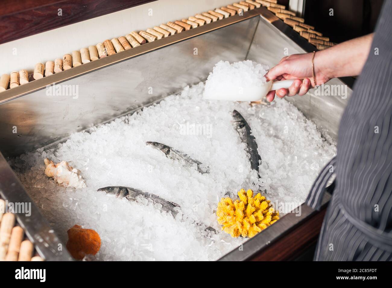 High Angle Still Life of Variety of Raw Fresh Fish Chilling on Bed of ...