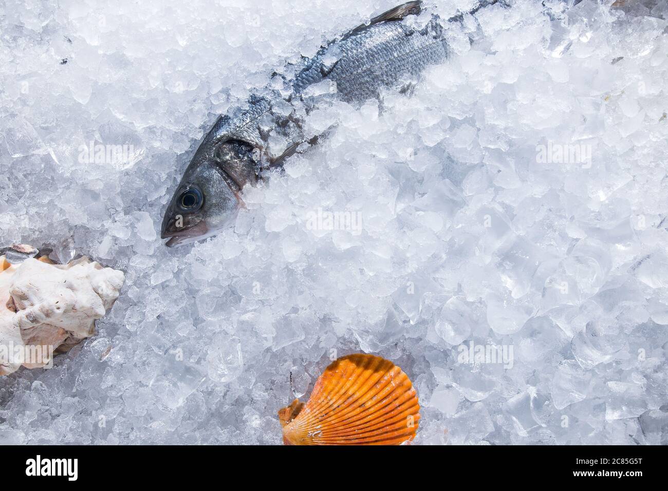 High Angle Still Life of Variety of Raw Fresh Fish Chilling on Bed of ...