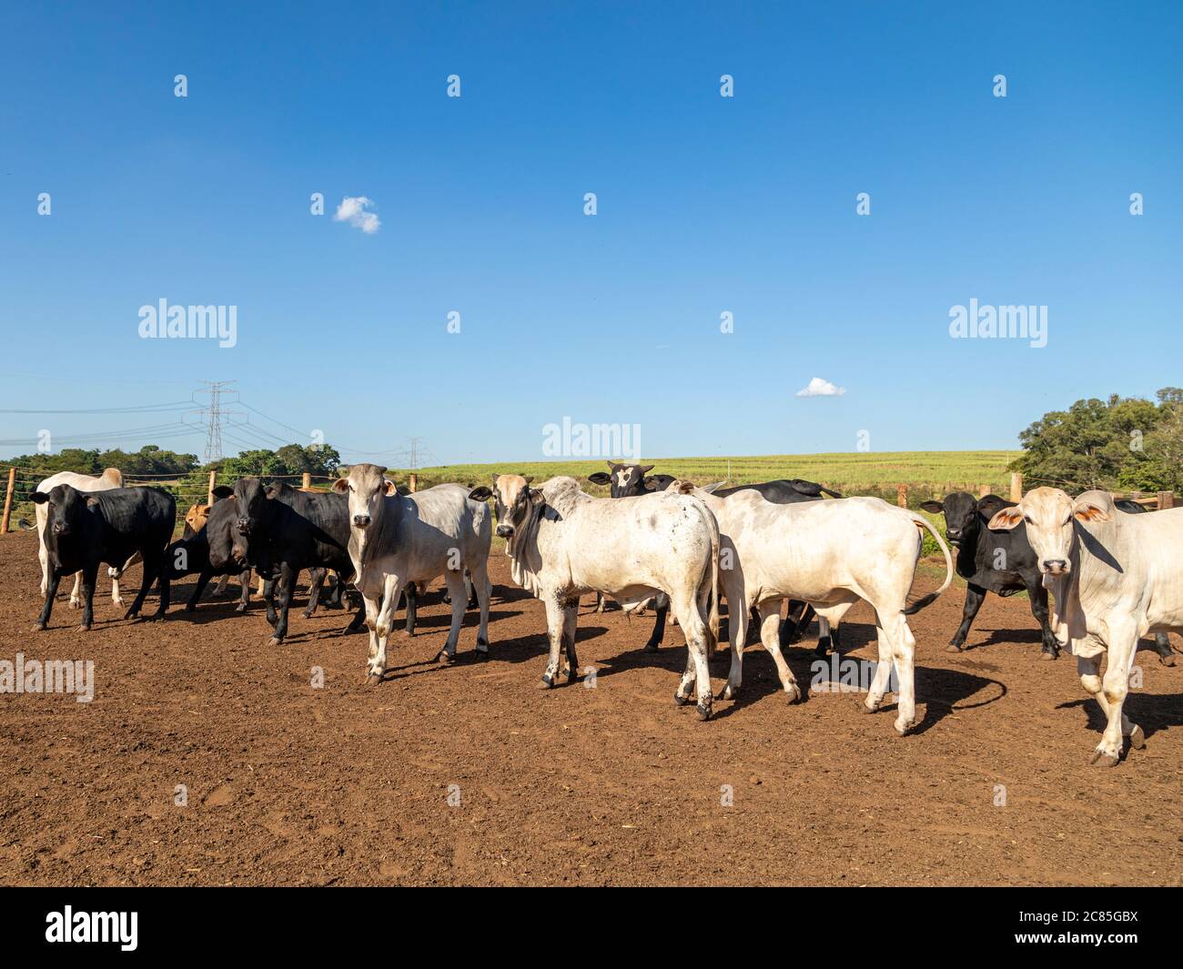 Group of cow in cowshed Stock Photo - Alamy
