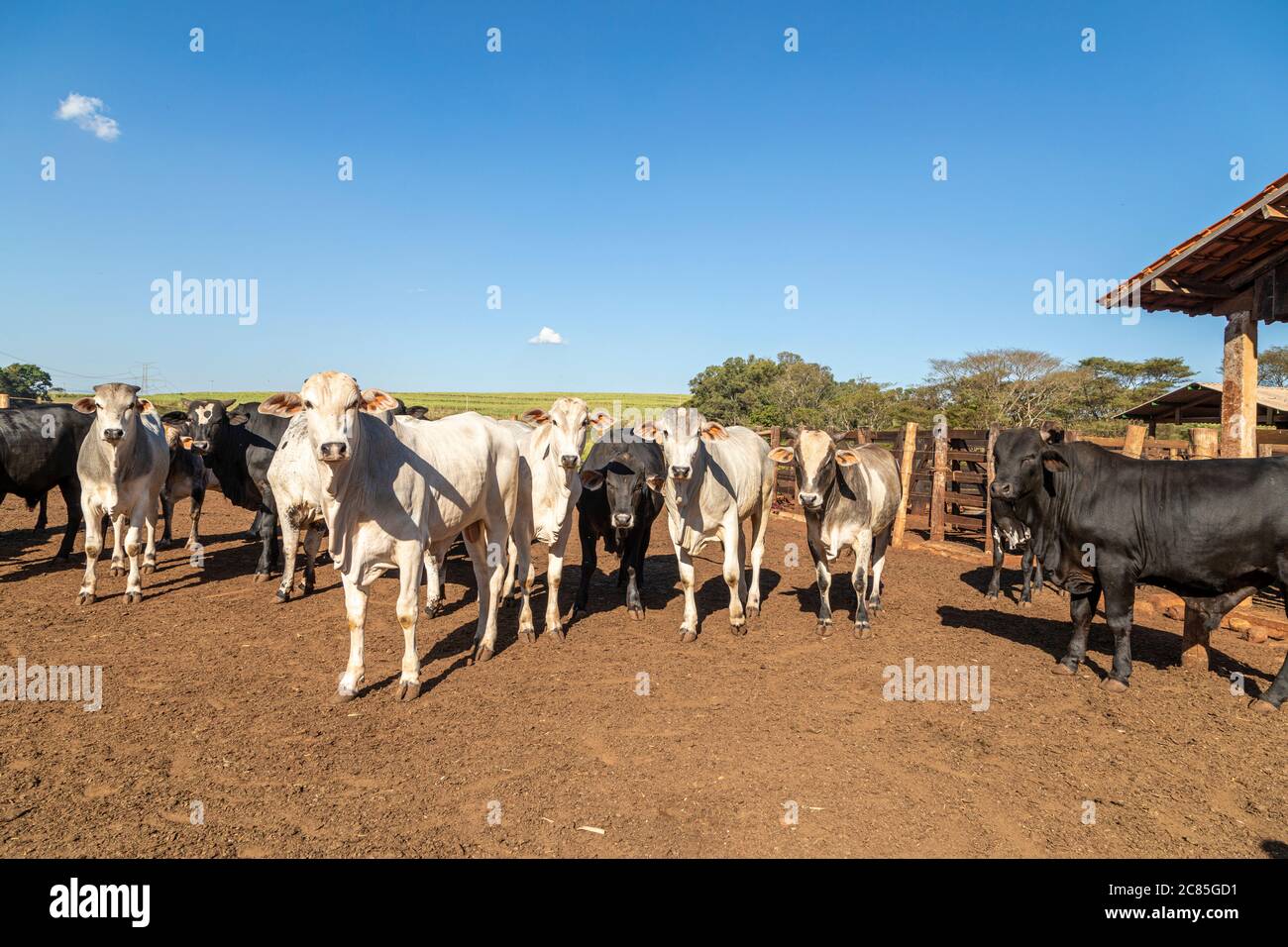 Livestock in confinement, oxen, cows, sunny day Stock Photo - Alamy