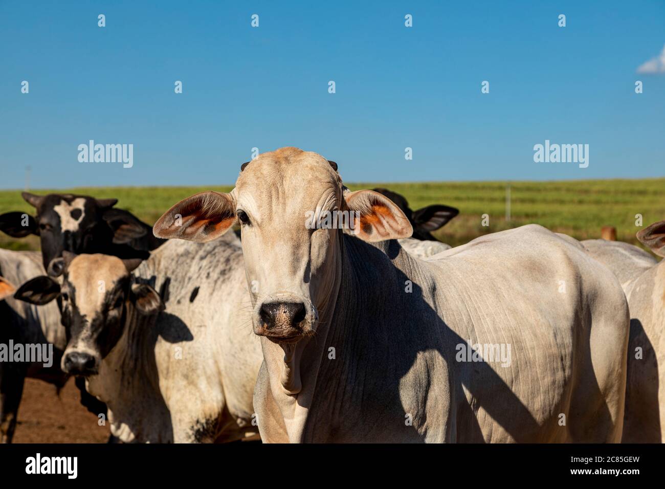 Portrait of a crossbreed ox of the angus breed with nellore Stock Photo ...
