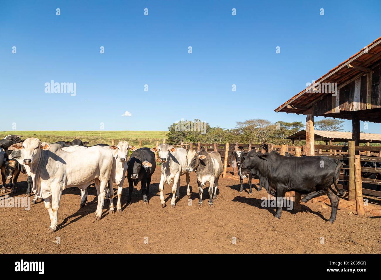Livestock in confinement, oxen, cows, sunny day Stock Photo - Alamy