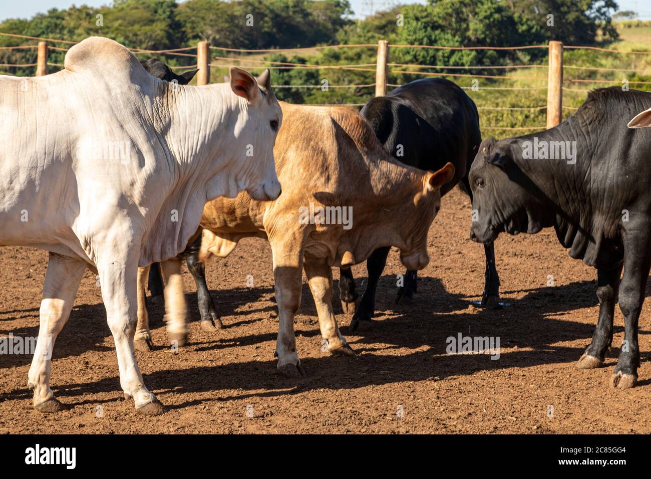 Nellore bull breed cattle hi-res stock photography and images - Alamy