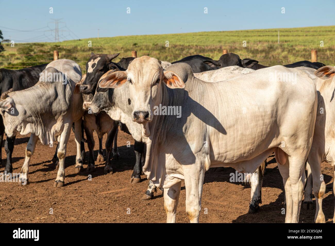 Nellore bull breed cattle hi-res stock photography and images - Alamy