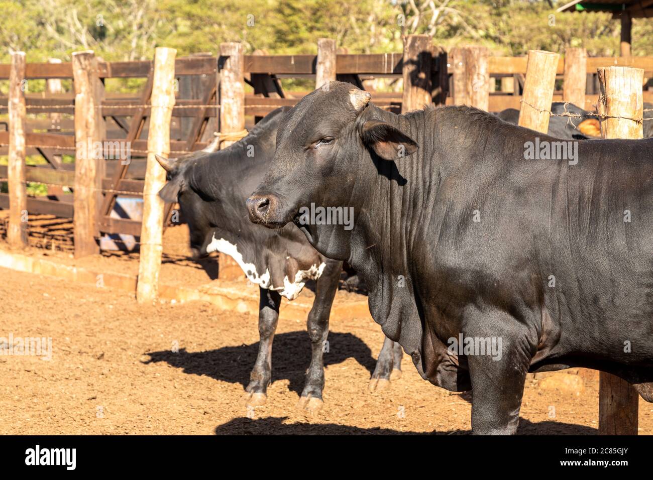 Nellore bull breed cattle hi-res stock photography and images - Alamy