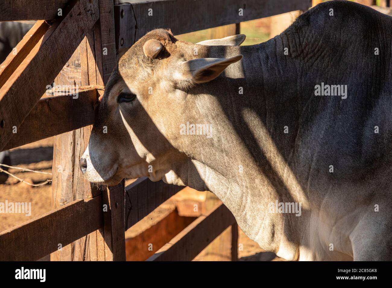 Livestock in confinement, oxen, cows, sunny day Stock Photo - Alamy