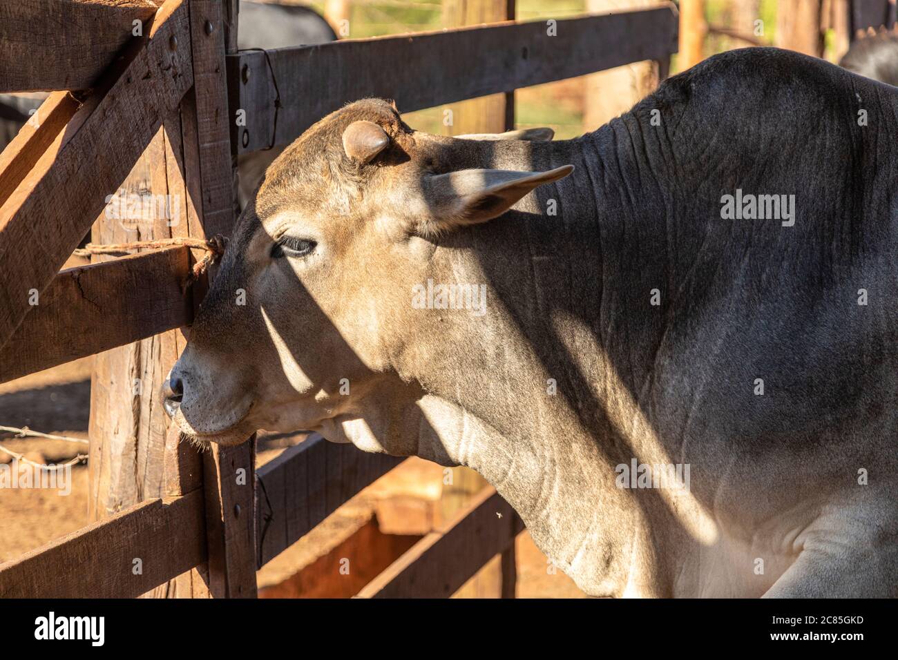Livestock in confinement, oxen, cows, sunny day Stock Photo - Alamy