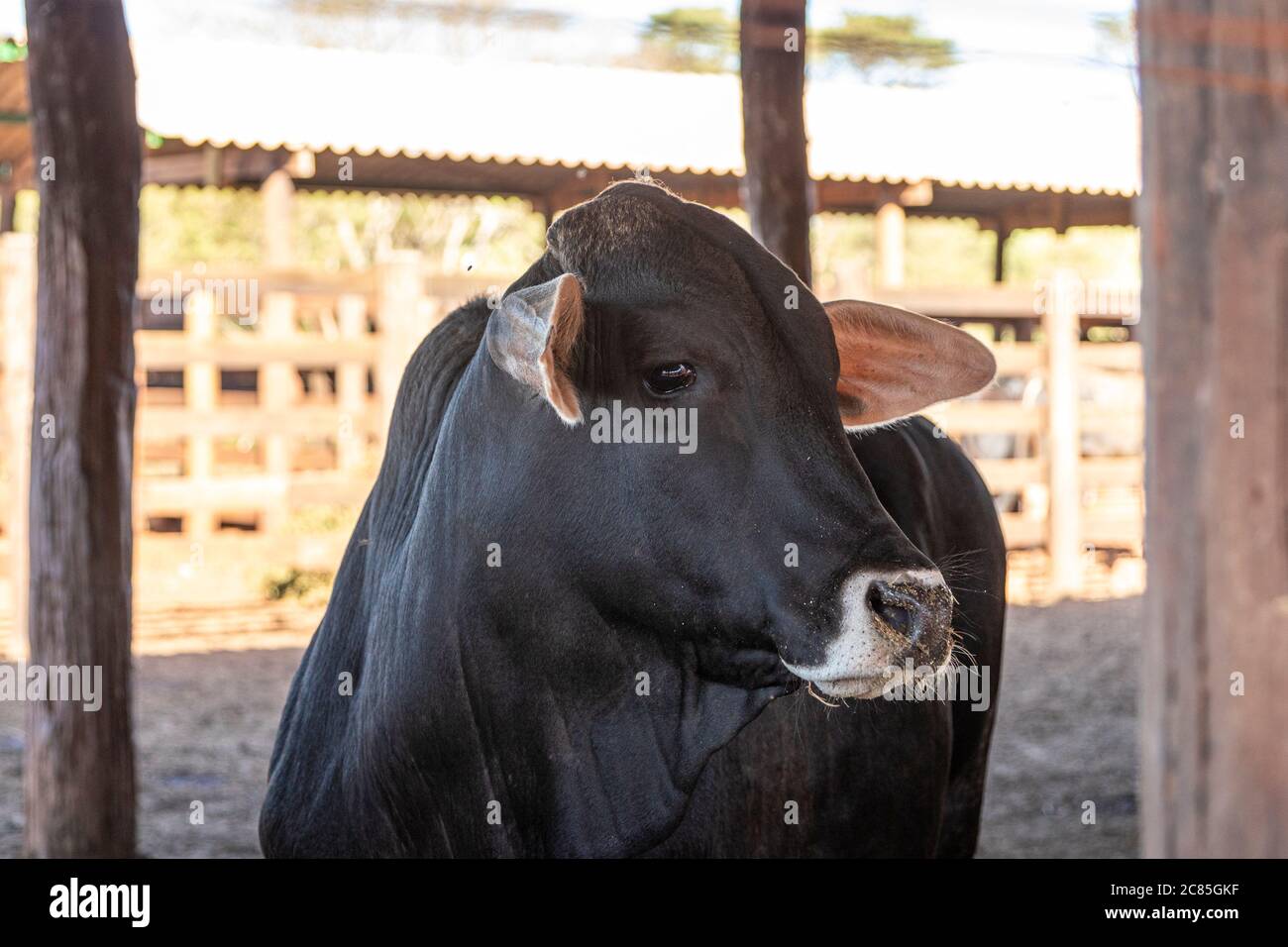 Livestock in confinement, oxen, cows, sunny day Stock Photo - Alamy