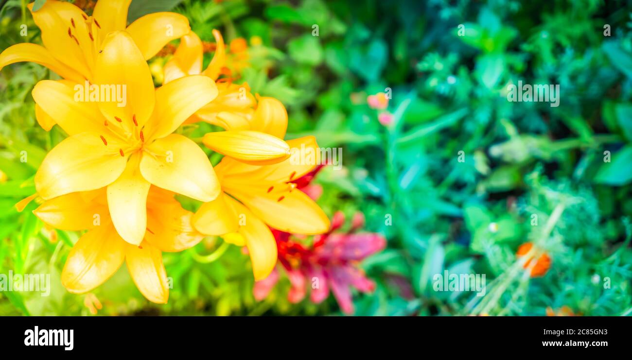 Lilly flowers growing in garden Stock Photo - Alamy