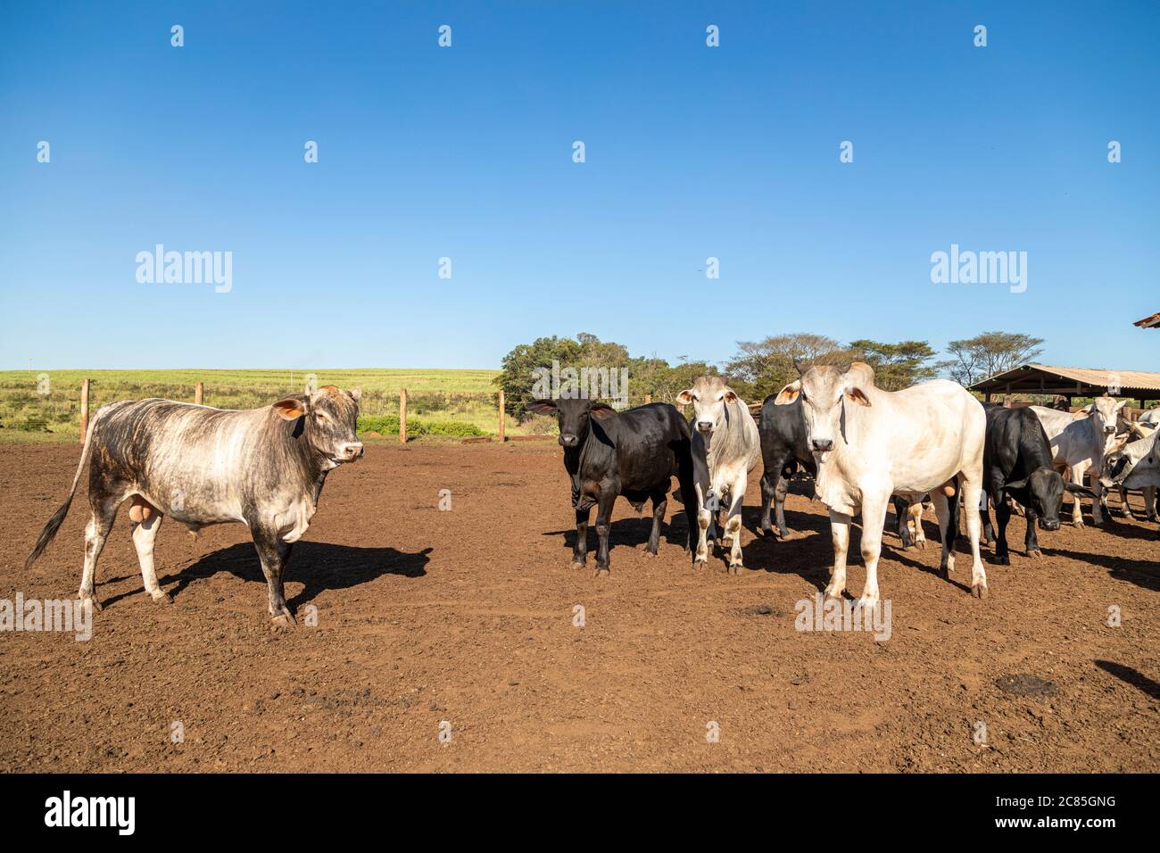 Group of cow in cowshed Stock Photo - Alamy