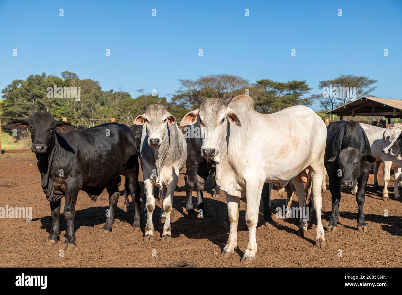 Group of cow in cowshed Stock Photo - Alamy