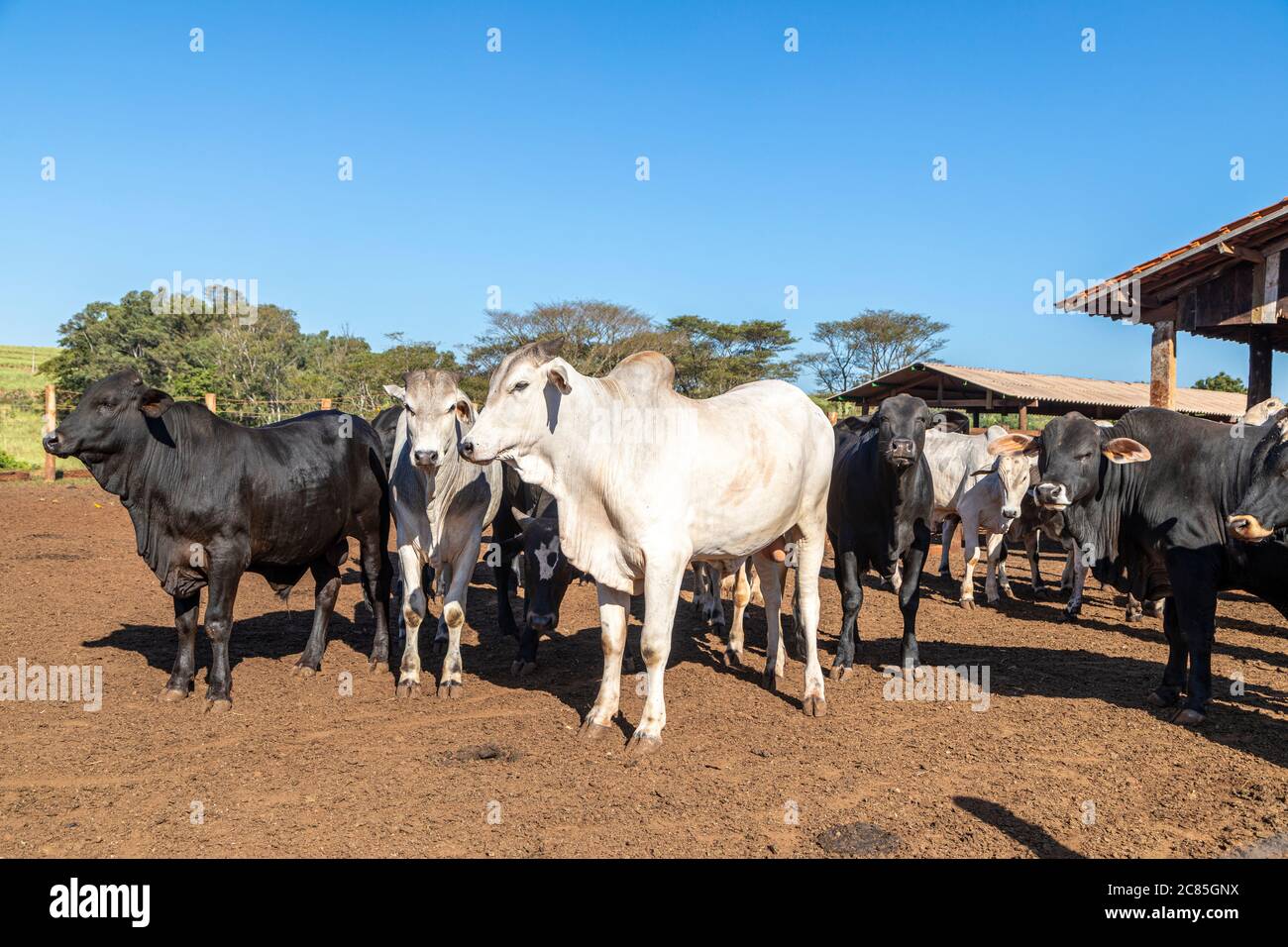Group of cow in cowshed Stock Photo - Alamy