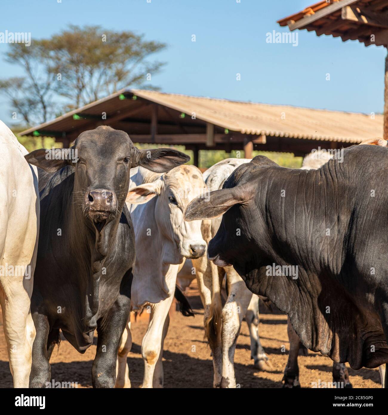 Livestock in confinement, oxen, cows, sunny day Stock Photo - Alamy