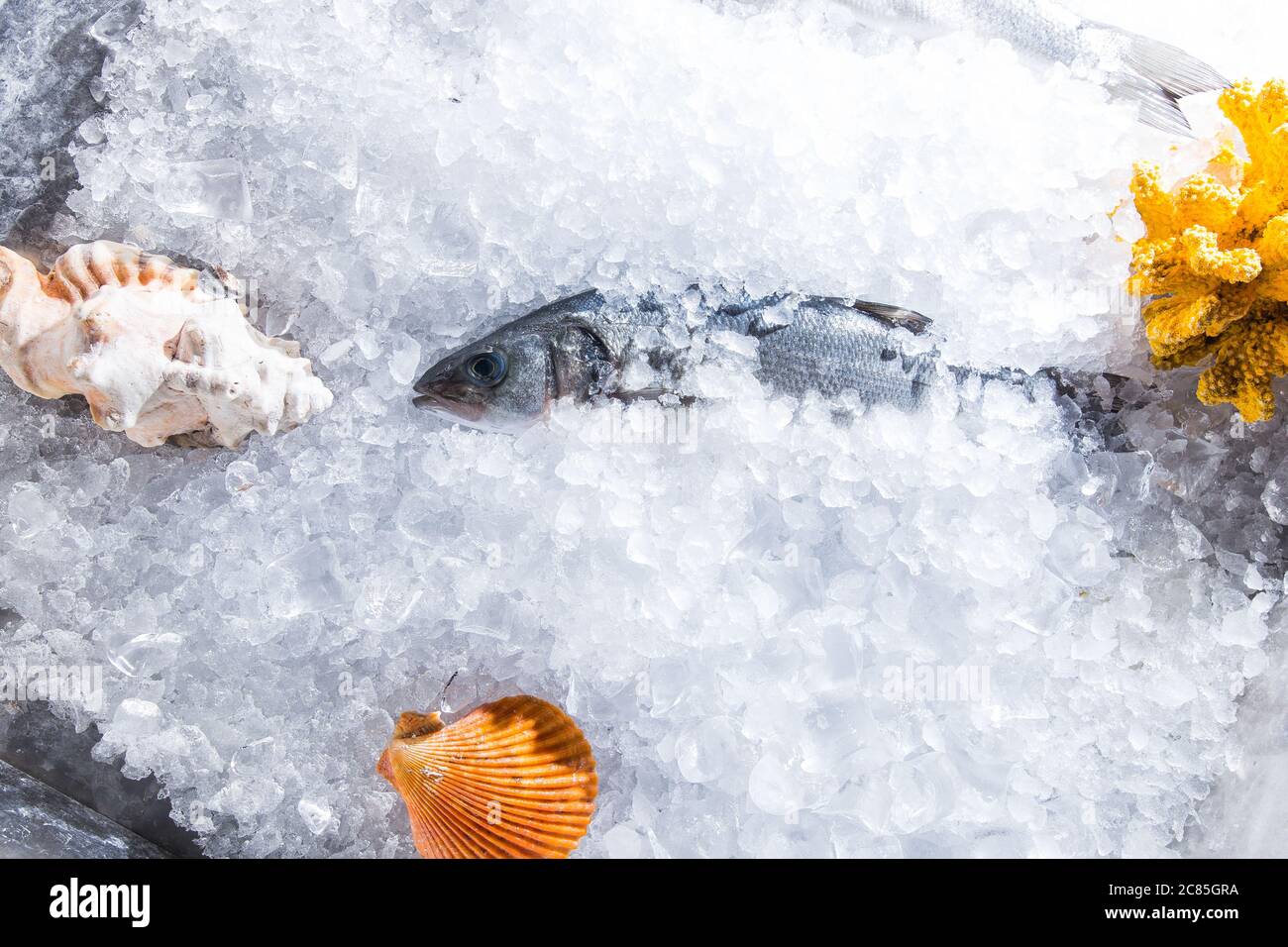High Angle Still Life of Variety of Raw Fresh Fish Chilling on Bed of ...