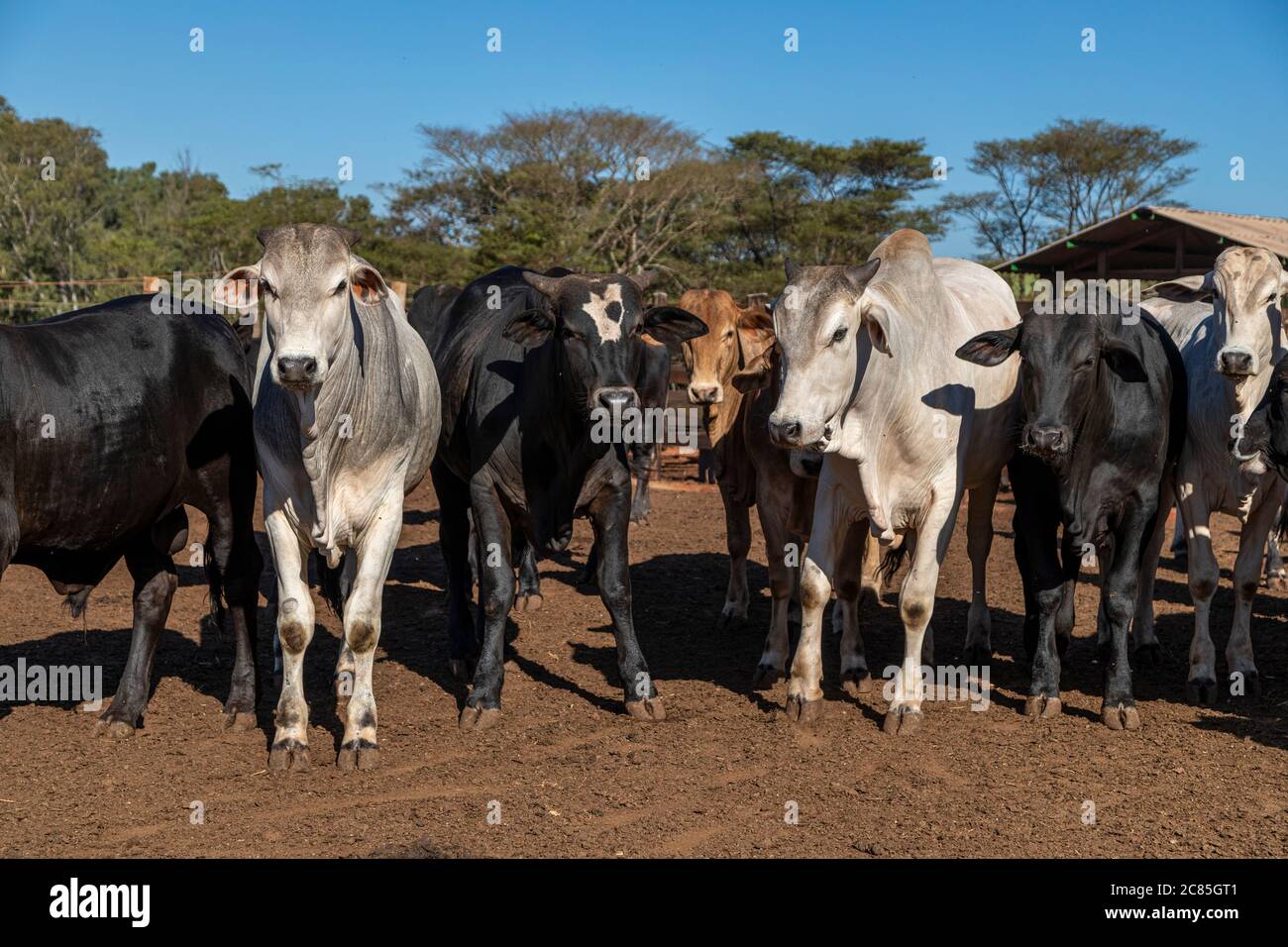 Livestock in confinement, oxen, cows, sunny day Stock Photo - Alamy