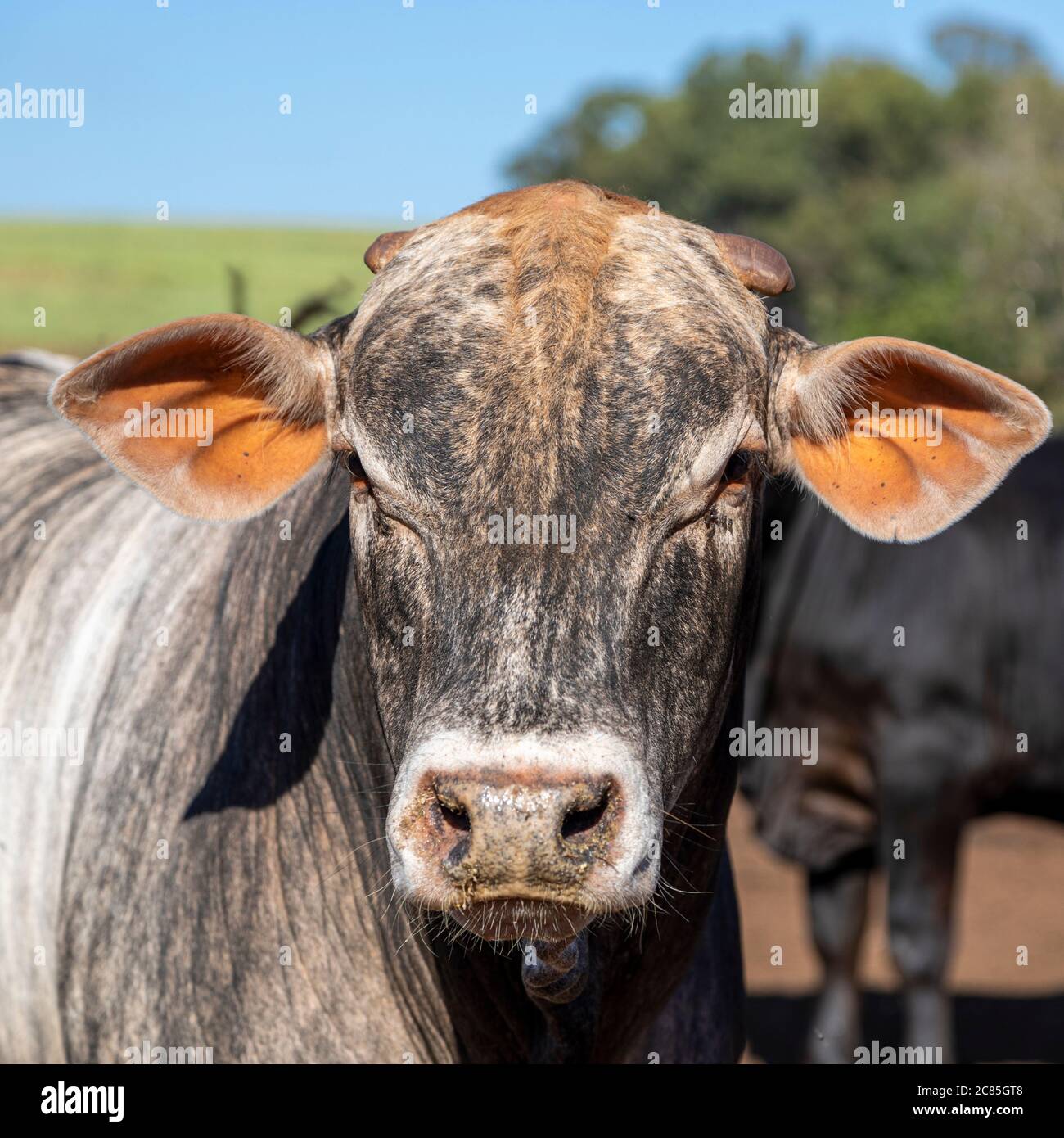 Nellore bull breed cattle hi-res stock photography and images - Alamy