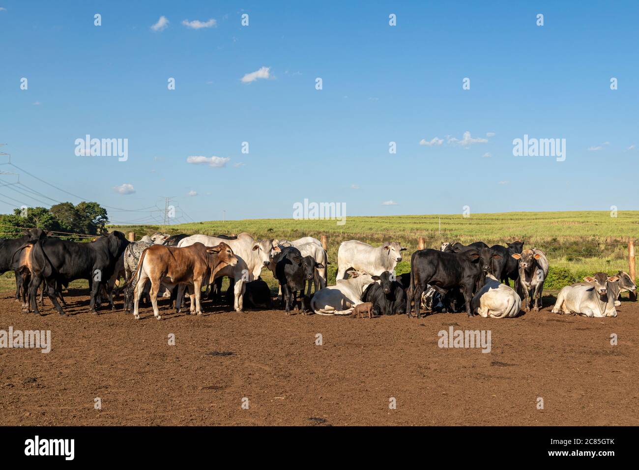 Livestock in confinement, oxen, cows, sunny day Stock Photo - Alamy