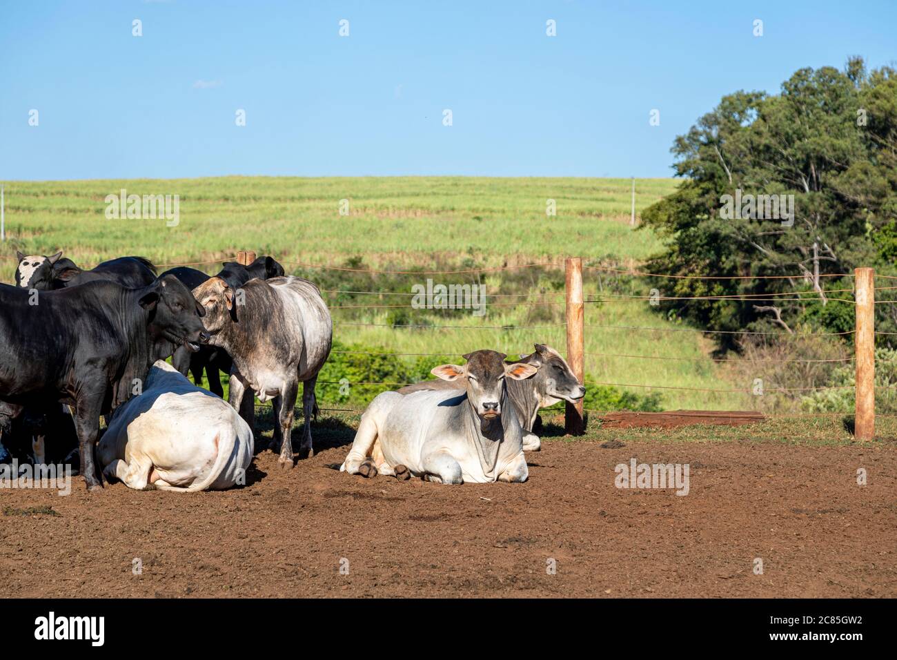 Livestock in confinement, oxen, cows, sunny day Stock Photo - Alamy